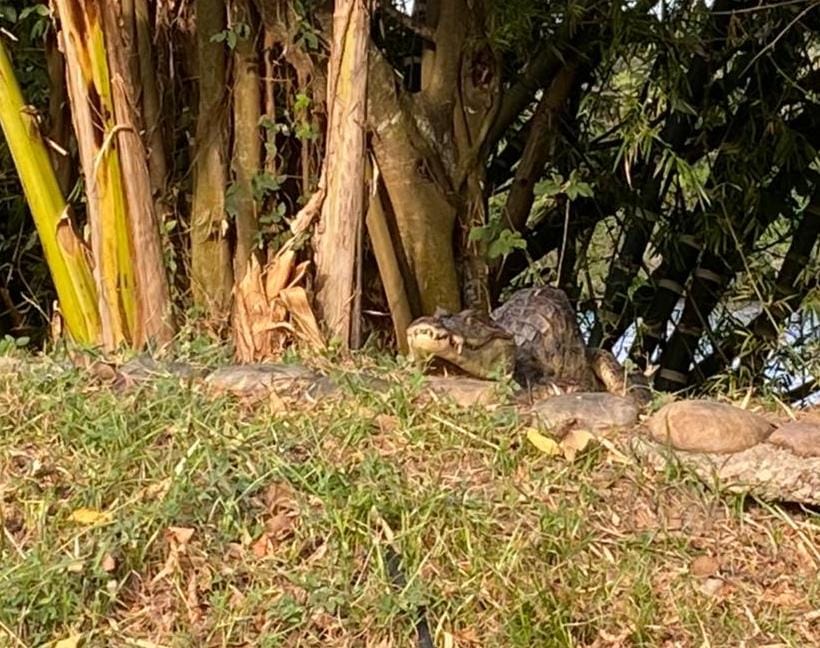 Policía en la últimas horas logra aprehende una babilla en la ciudad de ...